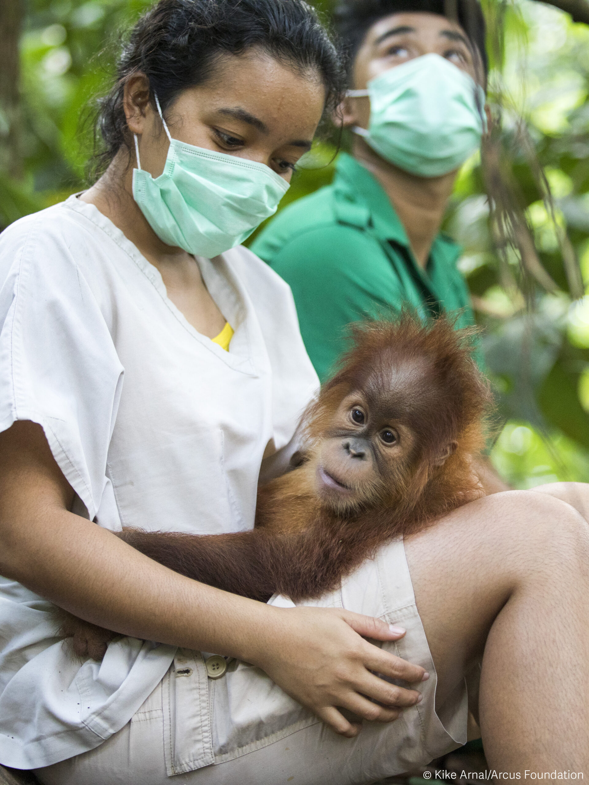 Sumatran Orangutan Conservation Programme Paneco