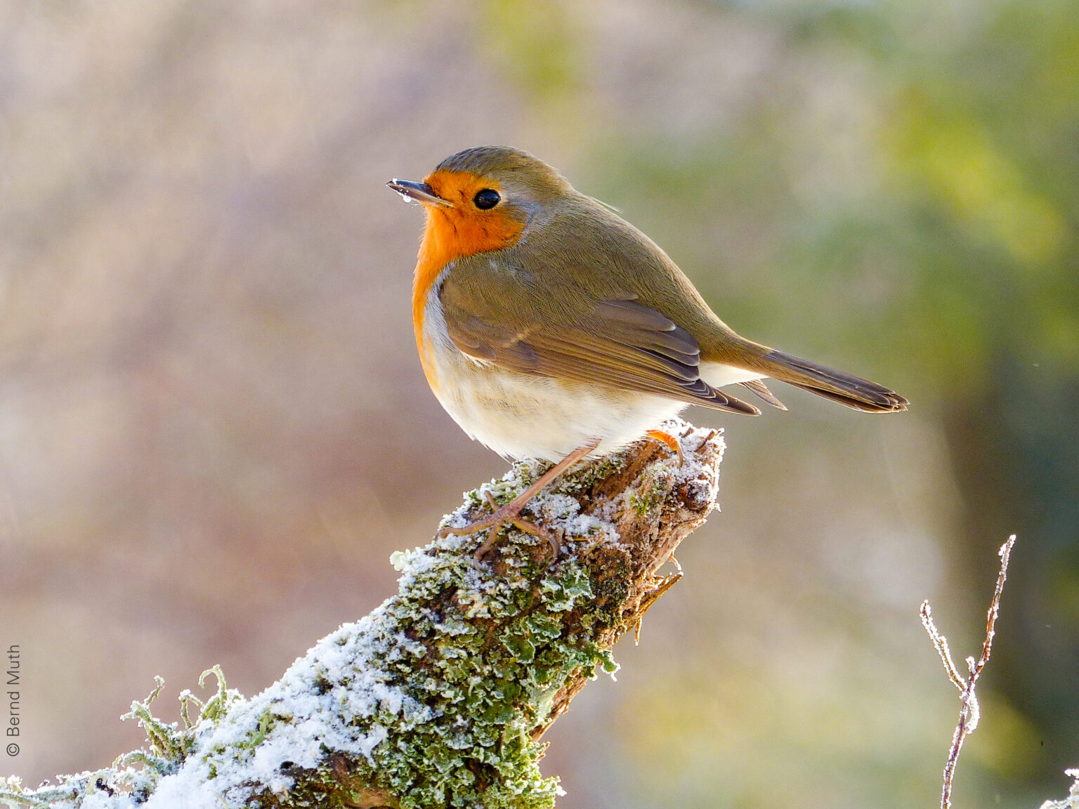 Das Rotkehlchen – der Weihnachtsvogel schlechthin – Paneco