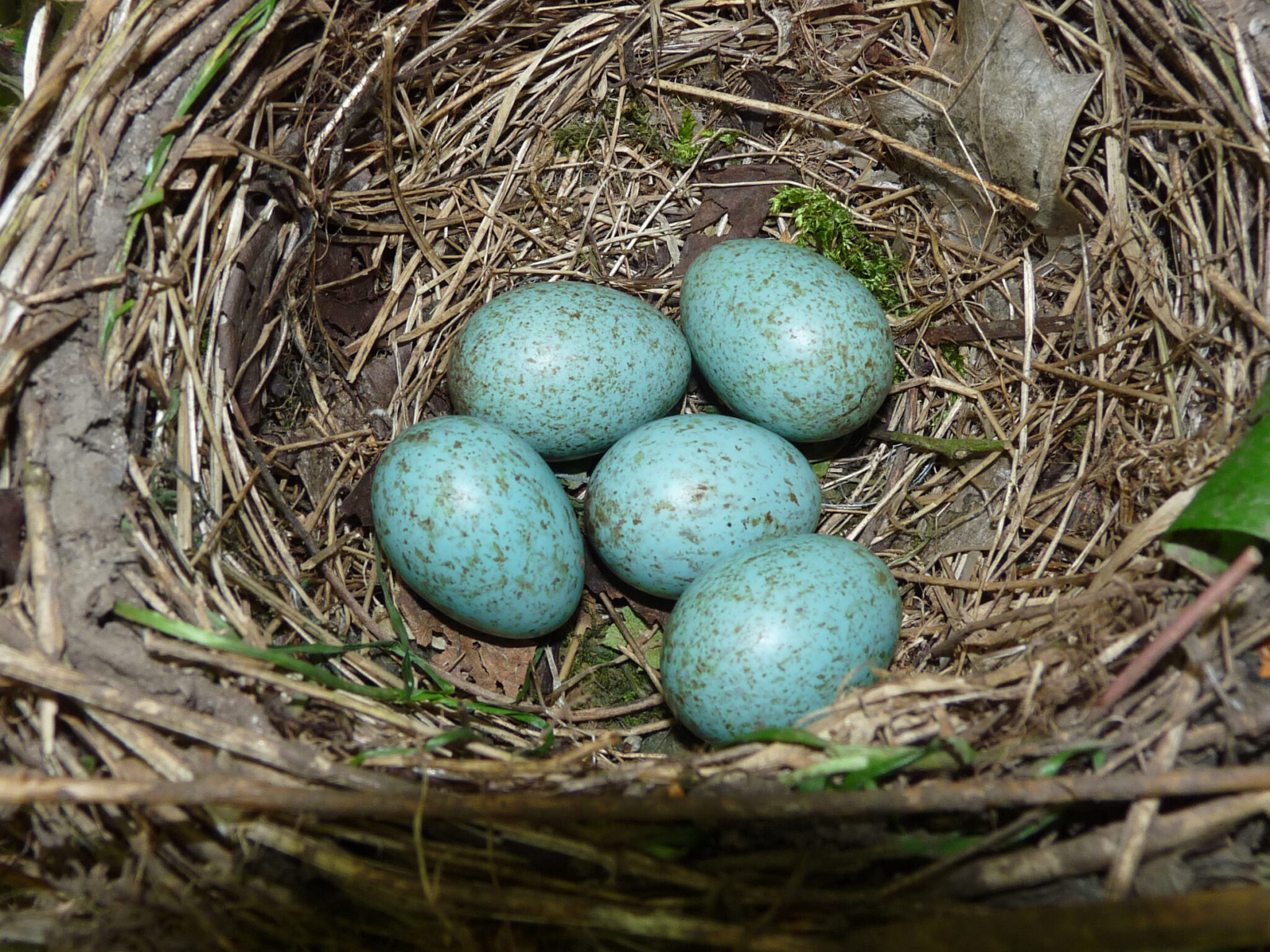 Bunte Vogeleier – Kunstwerke mit Funktion – Paneco