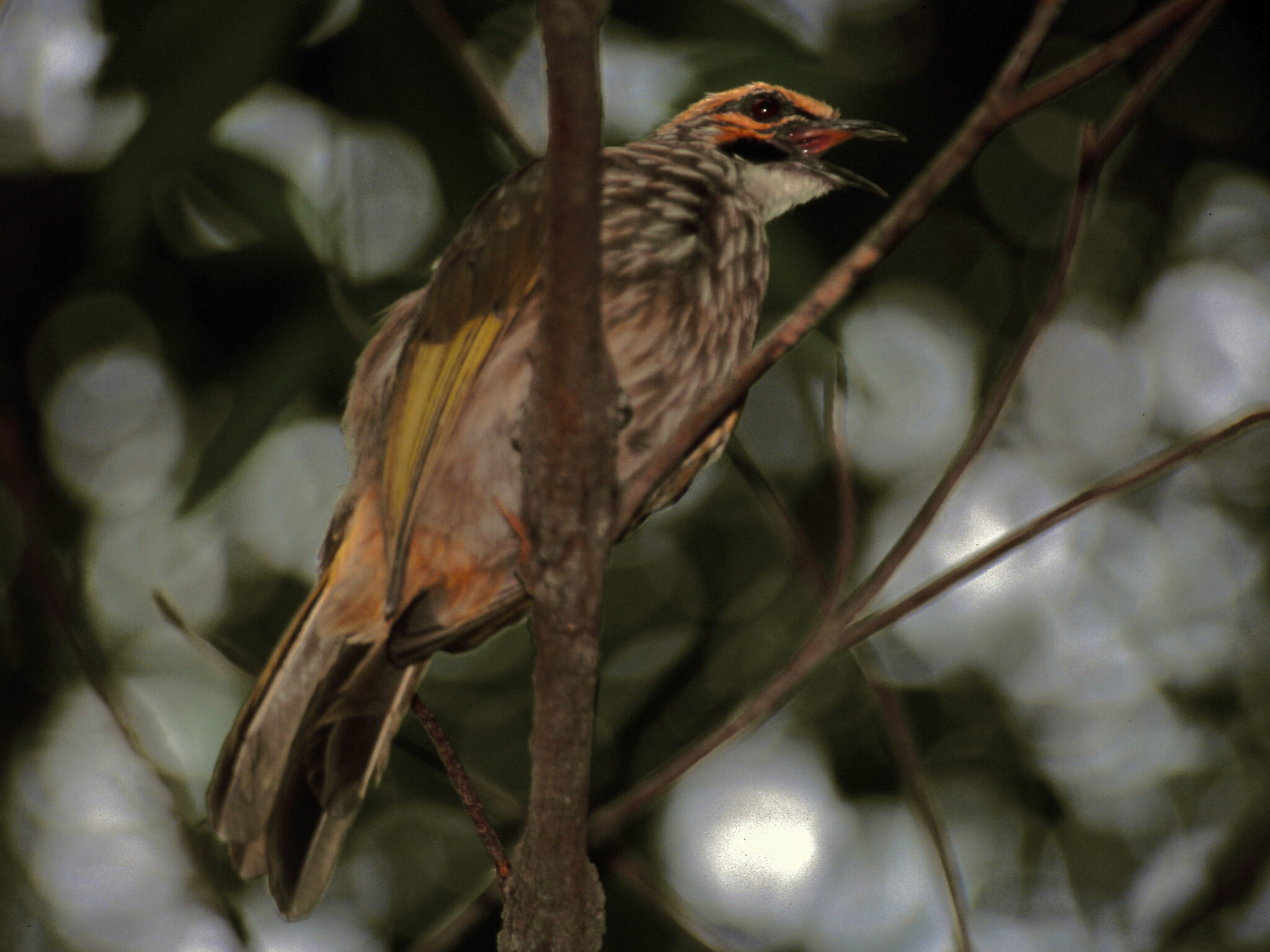 New Sumatran Songbird breeding programme at the Orangutan Haven – Paneco