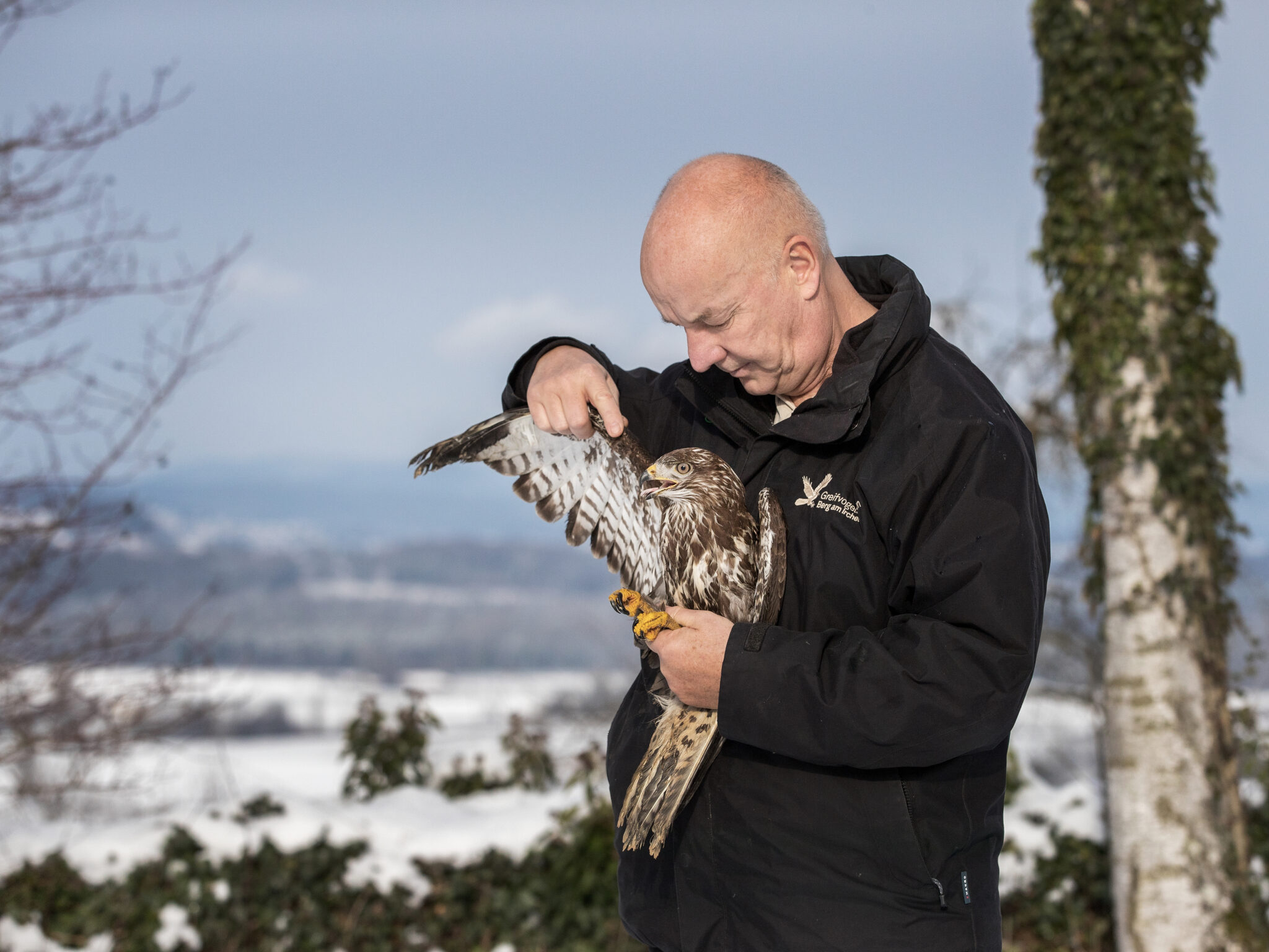 Welche Greifvögel sind bedroht – und warum? – Paneco