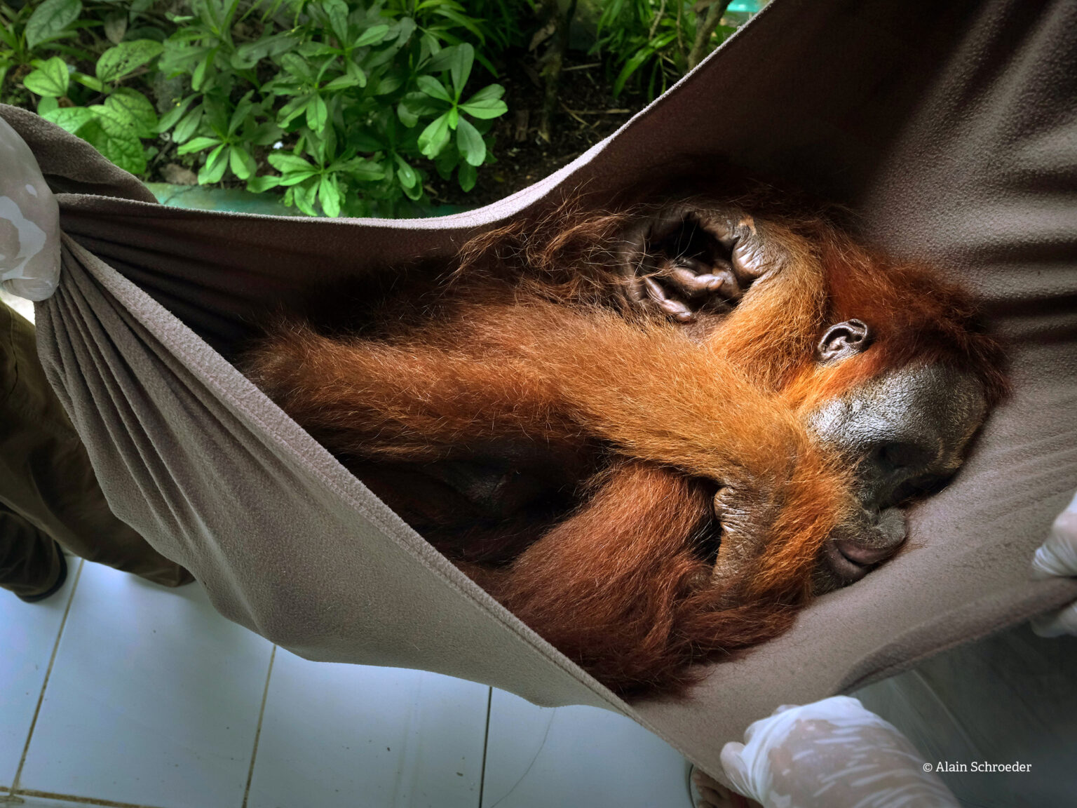 Hope – a traumatised orangutan mother – Paneco