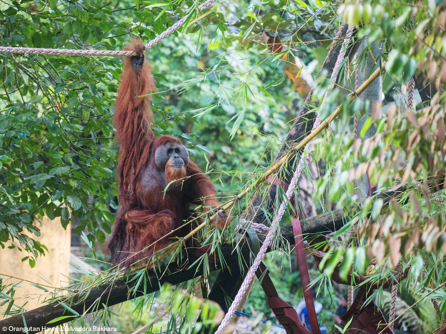 Orangutan Haven – Paneco