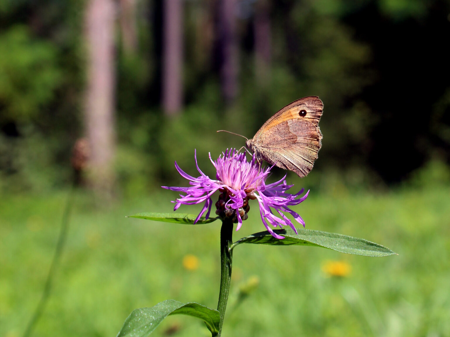 Découvrez le monde des insectes ! – Paneco