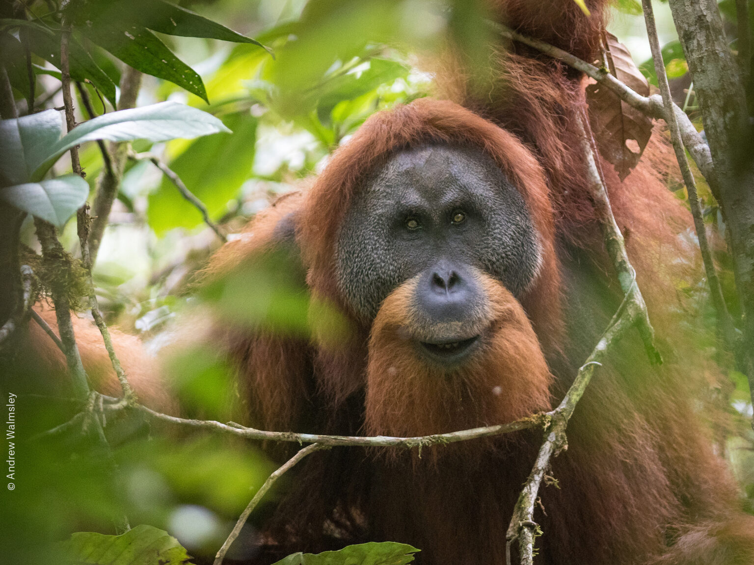 Les caractéristiques de l’orang-outan – Paneco